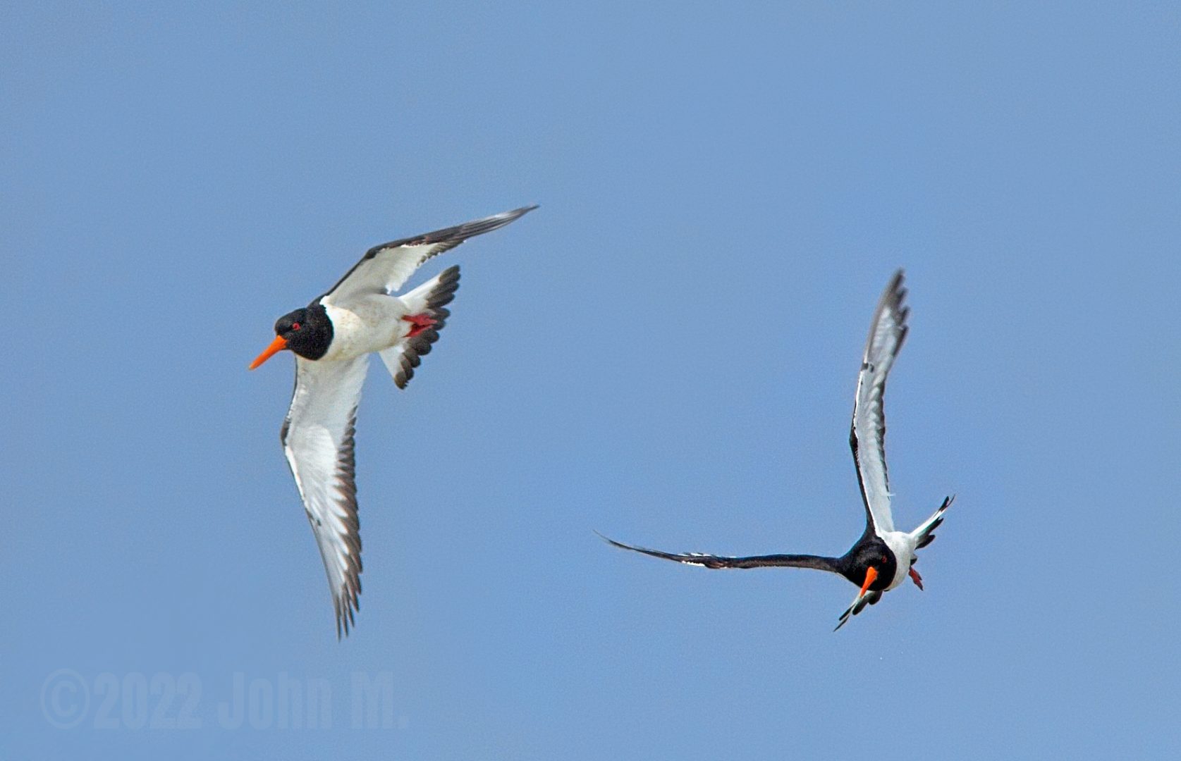 How war affects biodiversity: story of birds on Kryva Kosa - Nature ...
